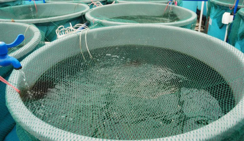 Tanque para piscicultura: 6 cuidados que você deve ter